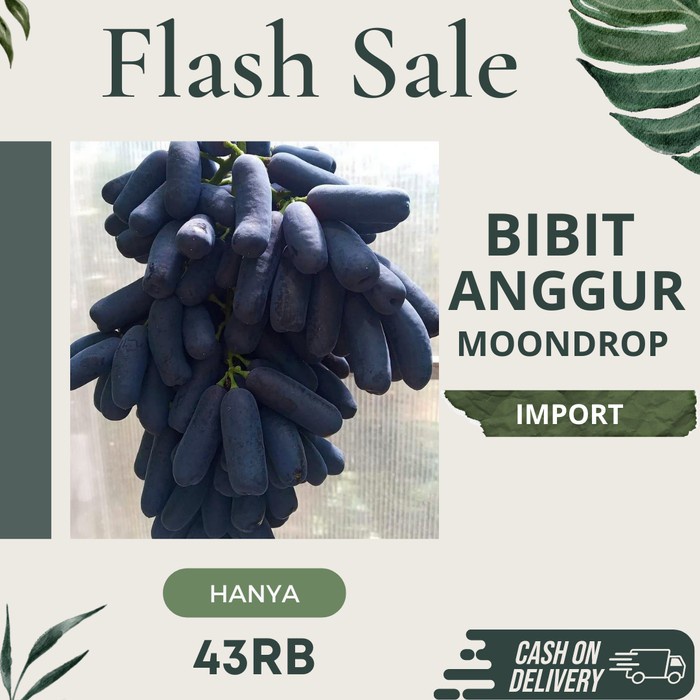 Jual bibit buah tanaman anggur import berkualitas Moondrop | Shopee ... Jual bibit buah tanaman anggur import berkualitas Moondrop | Shopee ...