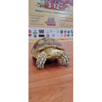 Jual SULCATA TORTOISE JUMBO UKURAN 30-35CM | Shopee Indonesia