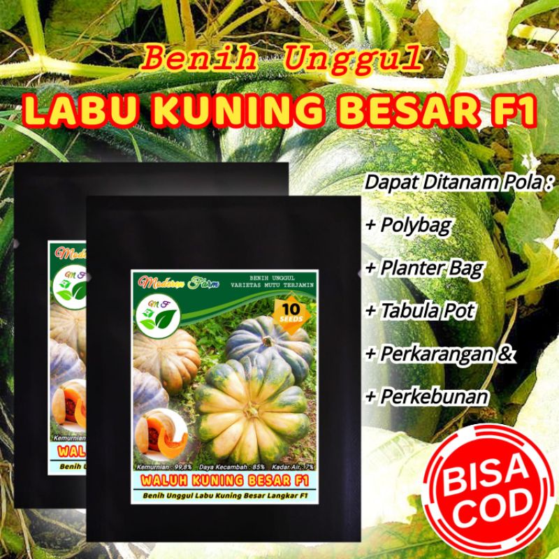 Jual BENIH LABU KUNING BESAR F1 / WALUH GANAL | Shopee Indonesia