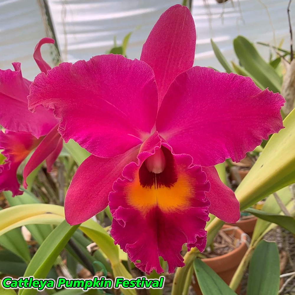 Jual Anggrek Cattleya Dewasa Bunga Besar Siap Bunga | Shopee Indonesia