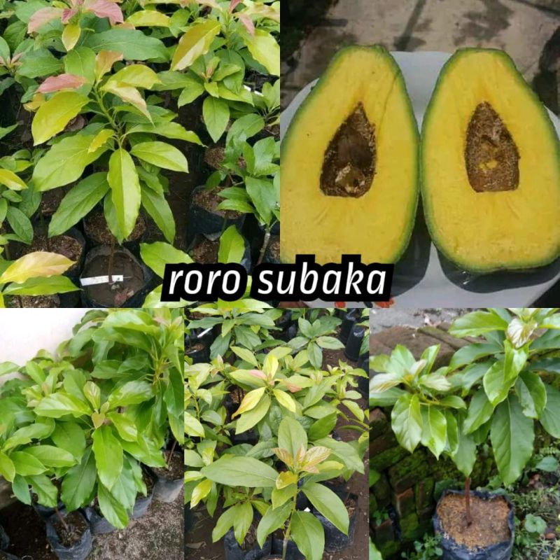 Jual bibit alpukat Roro subaka sambung pucuk | Shopee Indonesia