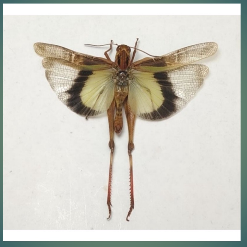 Jual Awetan Serangga Belalang Padi Sawah | Shopee Indonesia