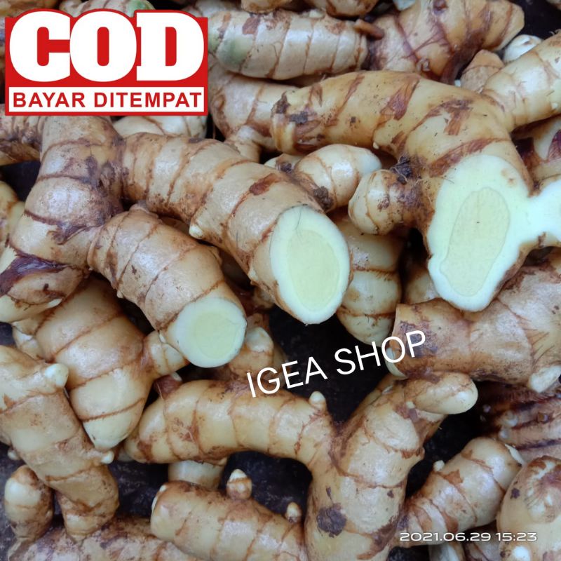 Jual Temu Putih Segar 1kg/Kunyit Putih Curcuma Zedoaria | Shopee Indonesia