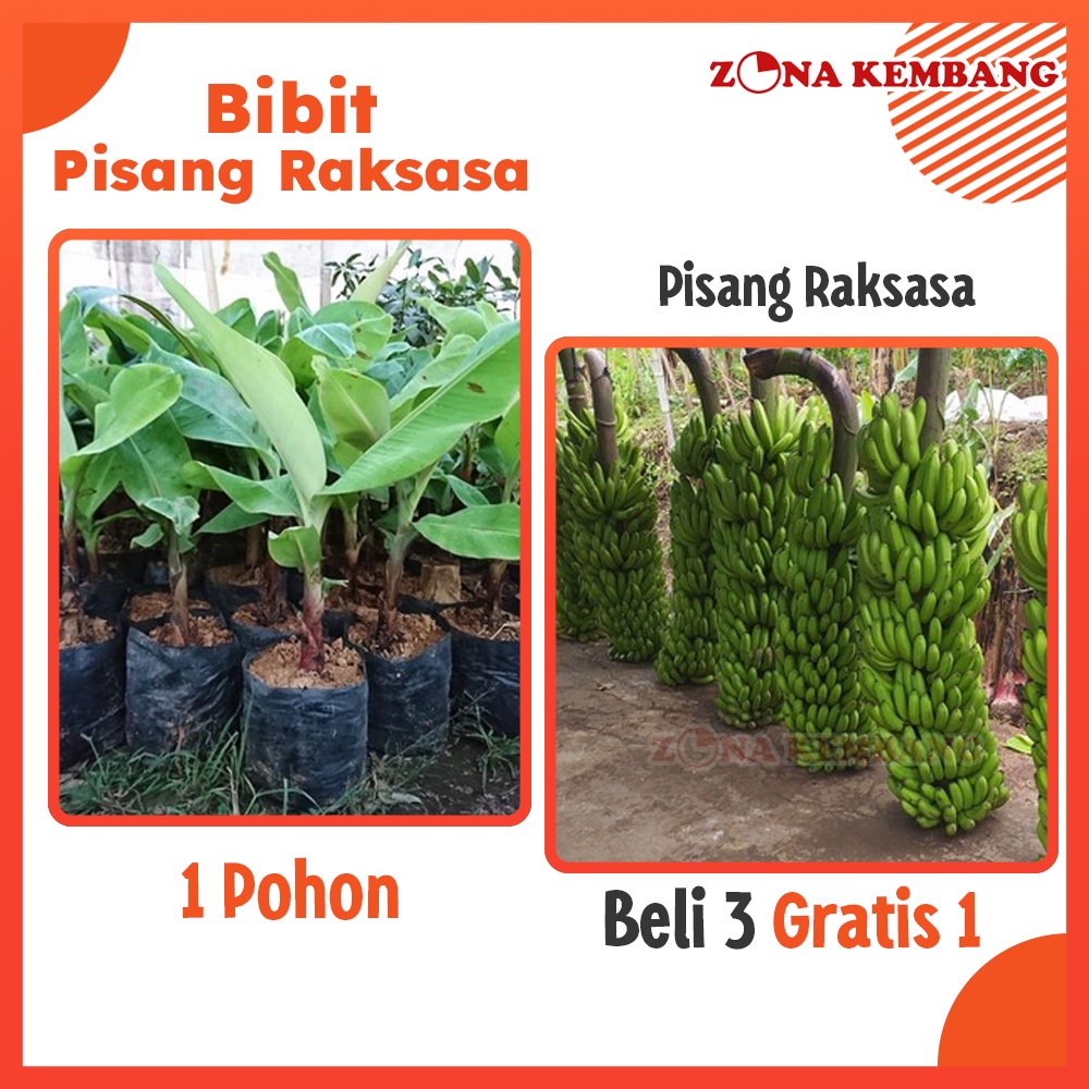 Jual Pisang Unggul Super Raksasa, Dua Meter Buahnya, Legit Rasanya ...