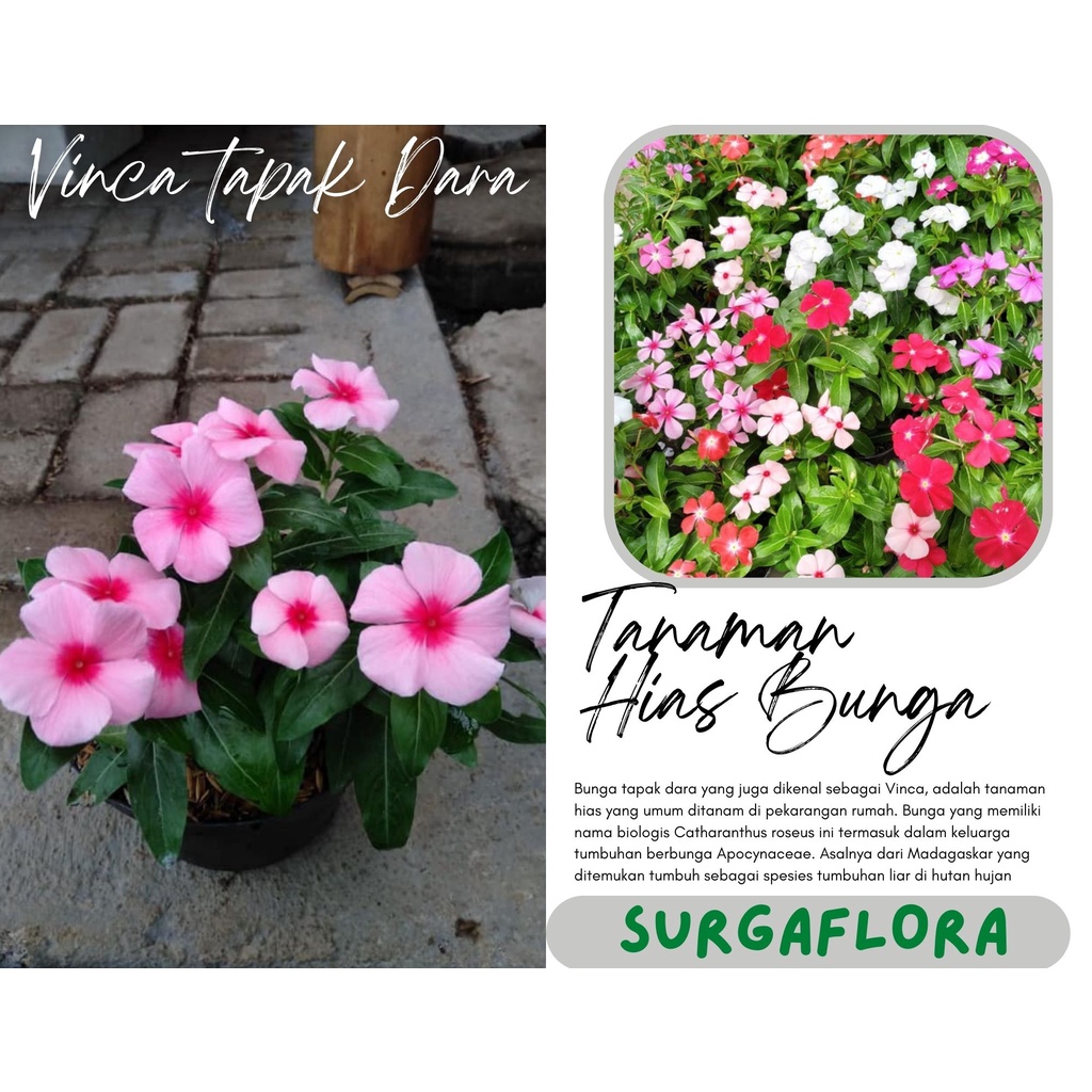 Jual Tanaman Bunga Vinca - Tapak dara - sudah berbunga banyak pilihan ...