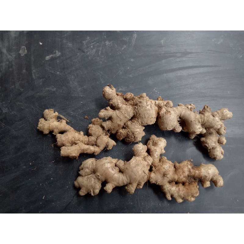 Jual JAHE EMPRIT 1KG SEGAR, JAHE EMPRIT SUPER 1KG Jahe Emprit Fresh 1kg ... Jual JAHE EMPRIT 1KG SEGAR, JAHE EMPRIT SUPER 1KG Jahe Emprit Fresh 1kg ...