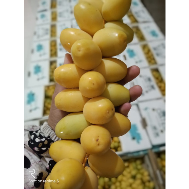 Jual 1000 Gram Kurma Muda Promil FRESH NO FROZEN Program Hamil | Kurmud ...