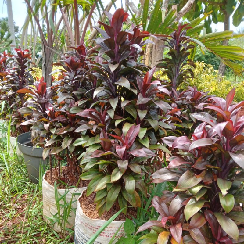 Jual Tanaman Hias Hanjuang Mini Merah / Hanjuang Andong Kemoceng Ukuran ...