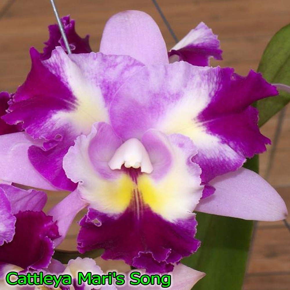 Jual Anggrek Cattleya Dewasa Bunga Besar Siap Bunga | Shopee Indonesia