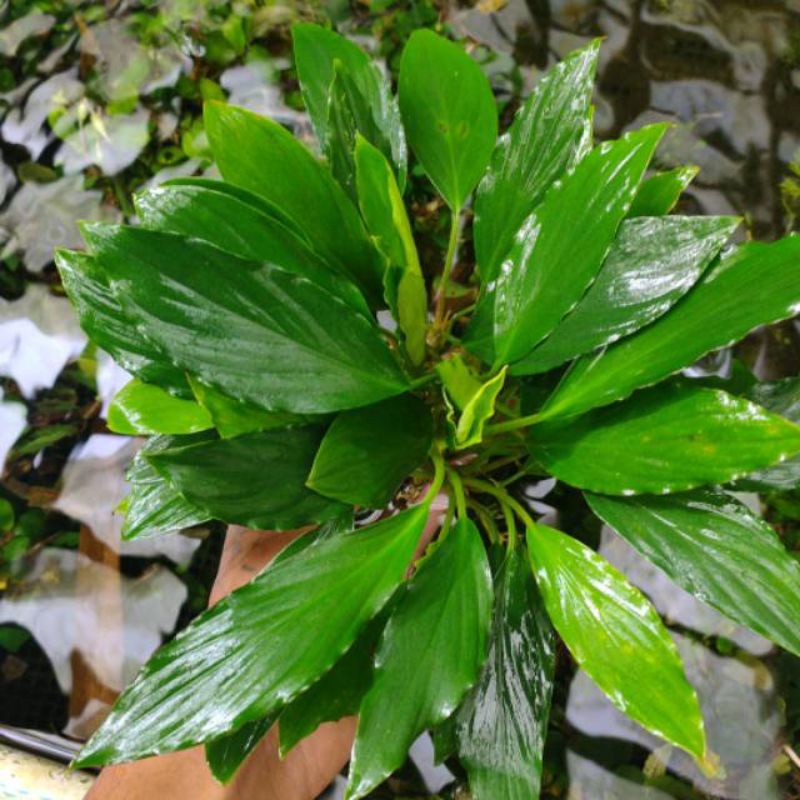 Jual Anubias sp tanaman aquascape | aquarium | Shopee Indonesia
