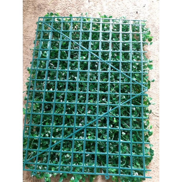 Jual DAUN DOLAR UKURAN 30X40CM | Shopee Indonesia
