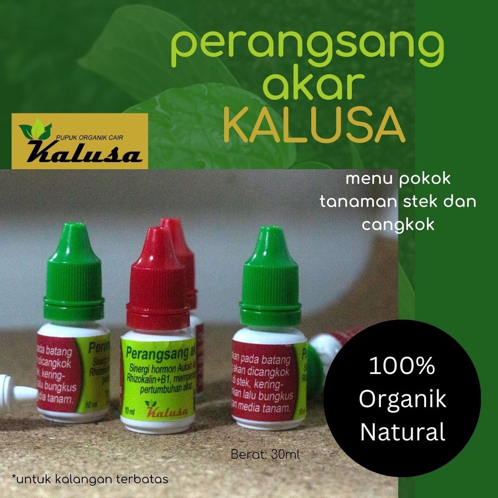 Jual STEK CANGKOK PERANGSANG AKAR ORGANIK PERTUMBUHAN TANAMAN KALUSA ...