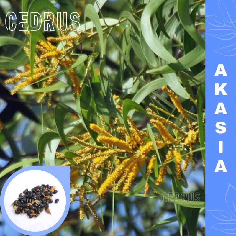 Jual Benih AKASIA (isi-9) - Biji Pohon Acacia Mangium | Shopee Indonesia