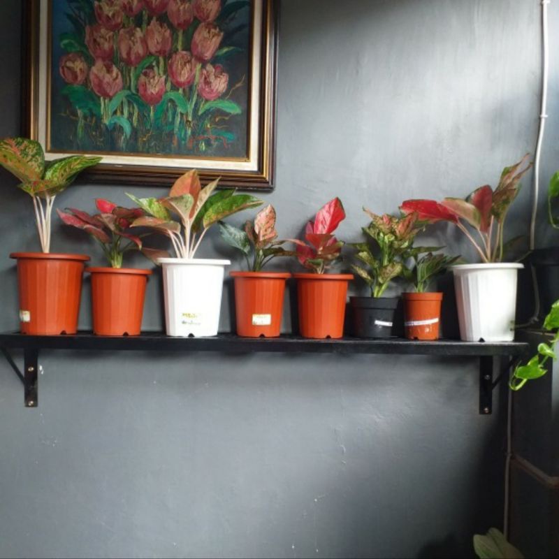 Jual rak pot bunga rak siku ambalan serbaguna | Shopee Indonesia