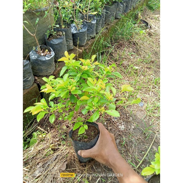 Jual bibit penitian kuning teh tehan kuning | kondisi rimbun-rimbun ...