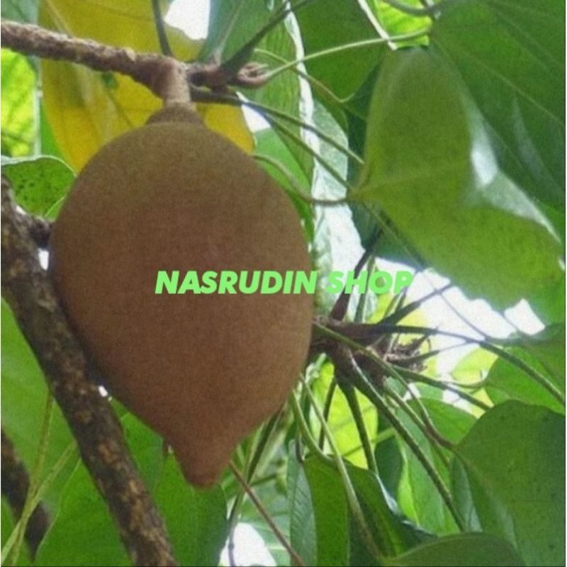 Jual BUAH PICUNG UTUH / BUAH KLUWEK MENTAH UKURAN KECIL 500 gr up ...