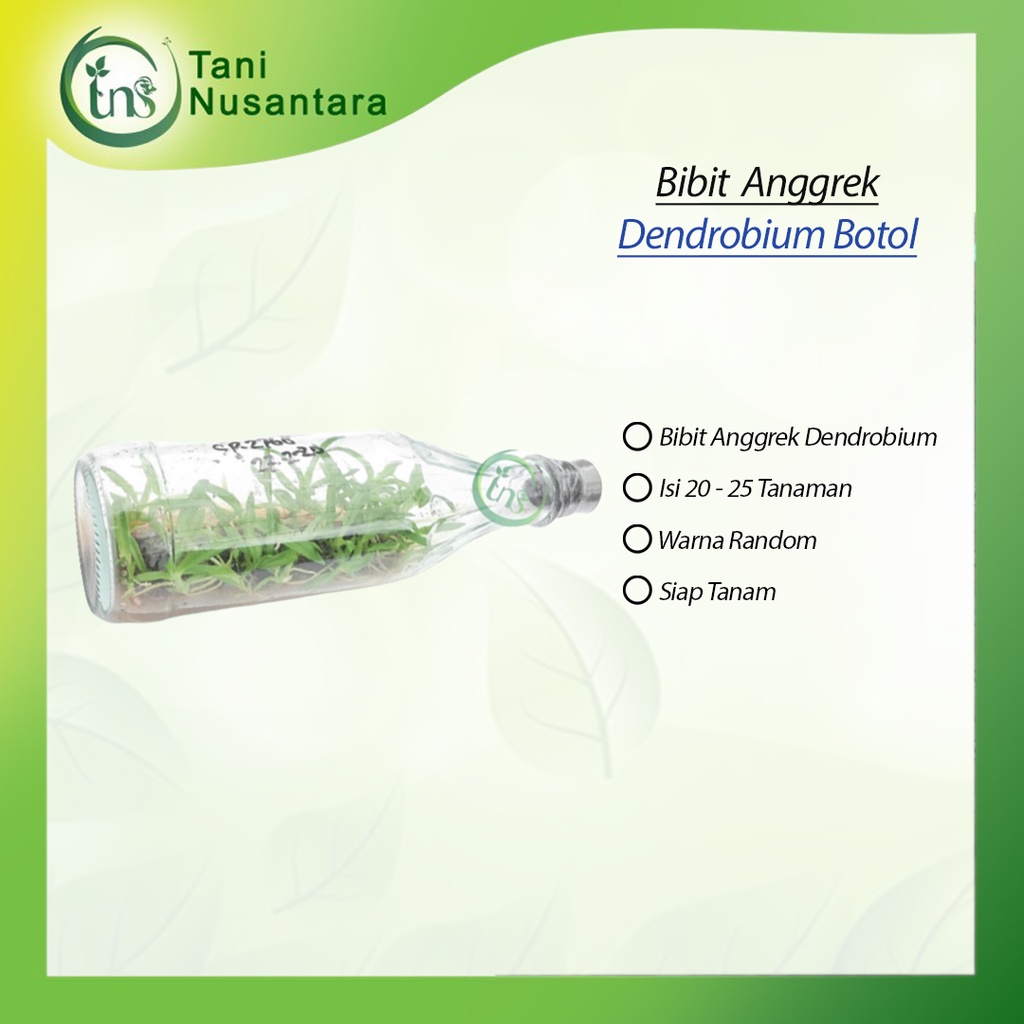 Jual Bibit Anggrek botol dendrobium paket Random ( Mix random) siap ...