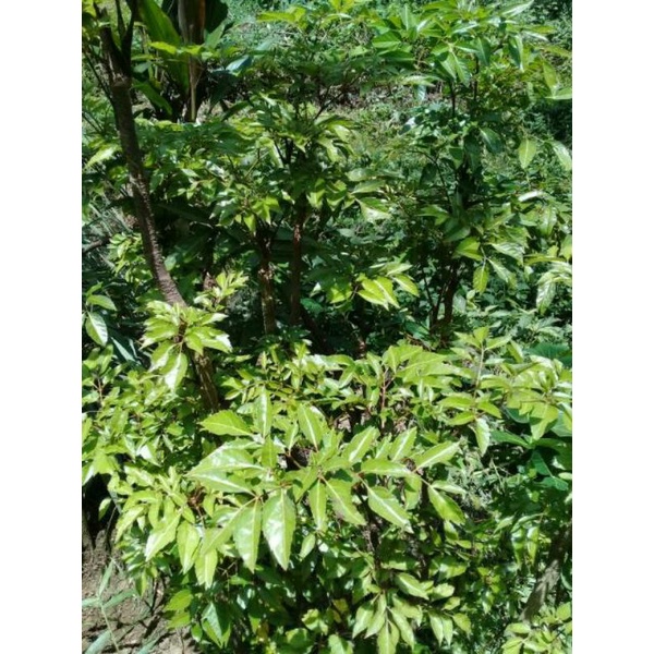 Jual Cakra Cikri Bibit Sayur Herbal Lalapan Berlangtas Andong Tanaman ...