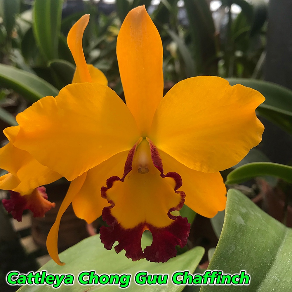 Jual Anggrek Cattleya Dewasa Bunga Besar Siap Bunga | Shopee Indonesia