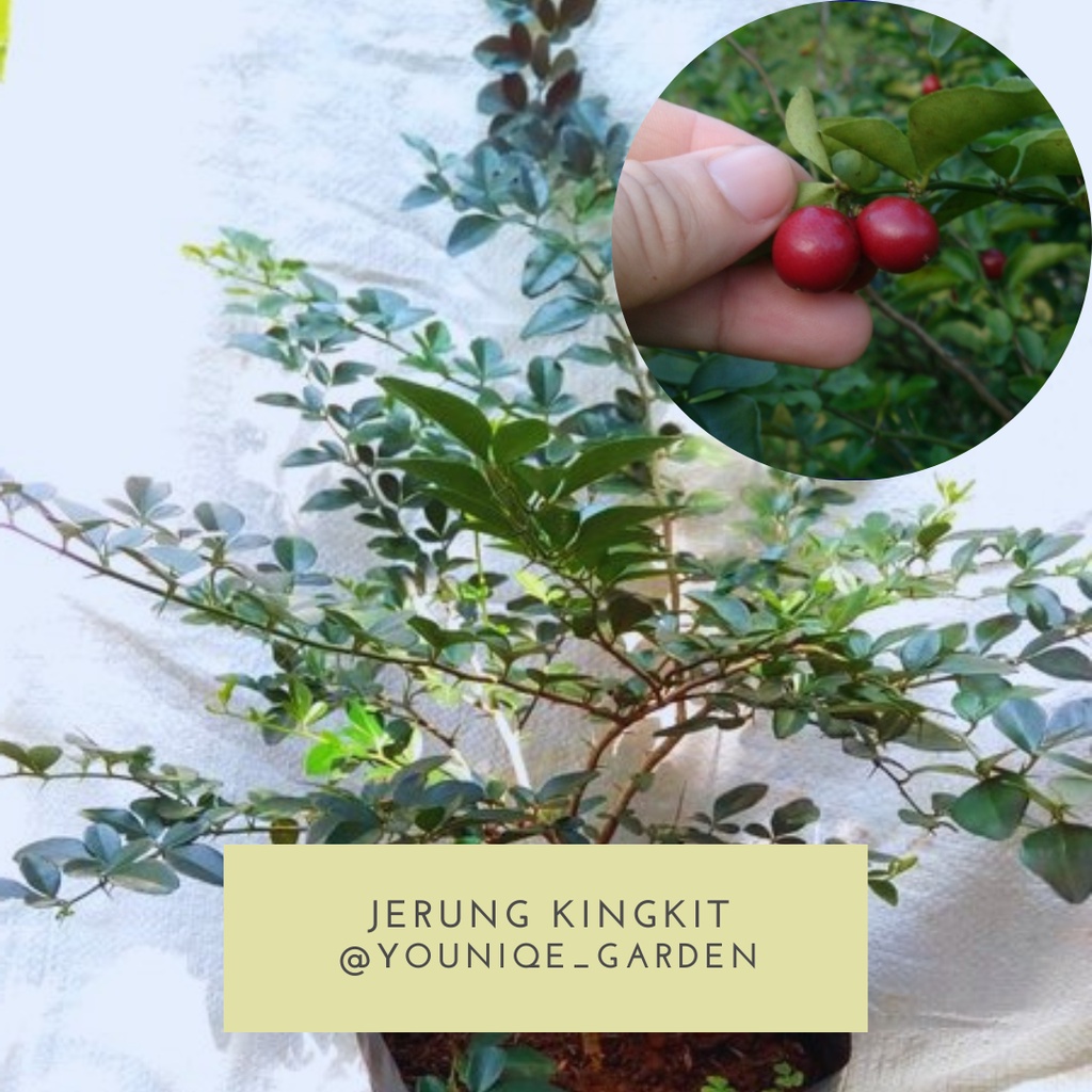 Jual Bibit Tanaman Buah Jeruk Kingkit | Shopee Indonesia