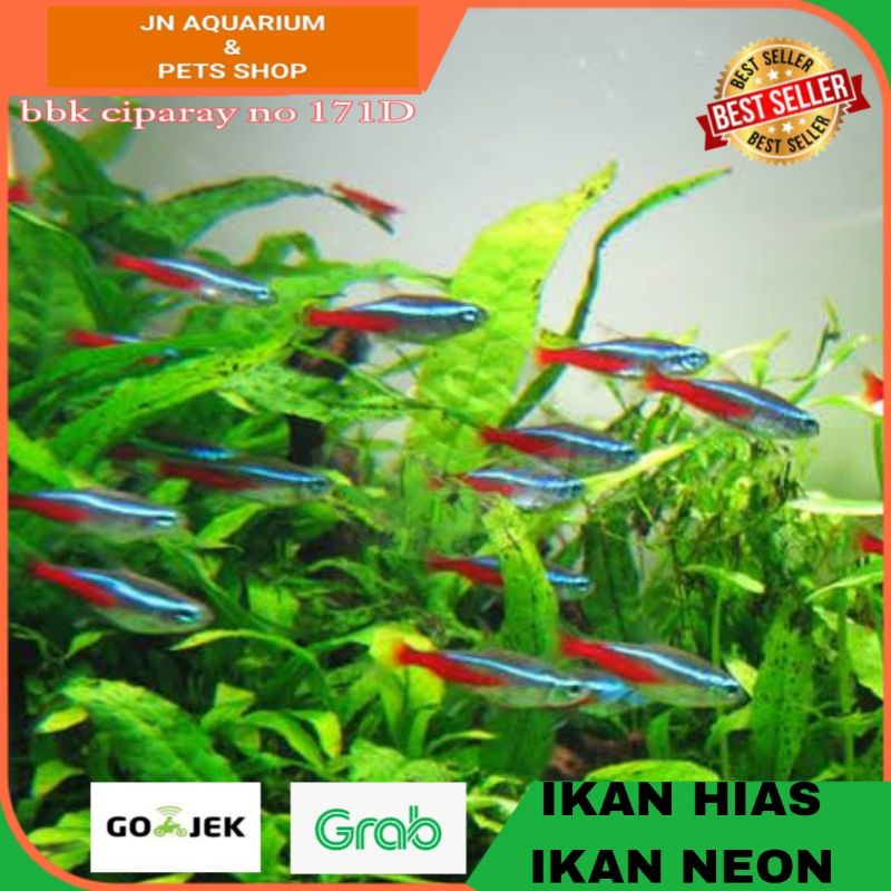 Jual IKAN HIAS NEON TETRA AIR TAWAR AQUARIUM AQUASCAPE KOLAM | Shopee ...