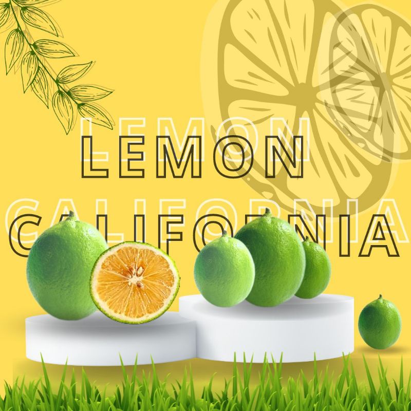 Jual LEMON CALIFORNIA F1 LEMON SEGAR JERUK LEMON HIJAU LEMON LOKAL 1KG ...