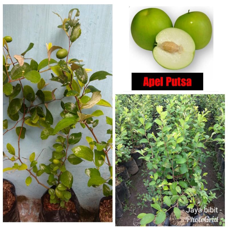 Jual Bibit Apel putsa berbunga/berbuah rimbun | Shopee Indonesia