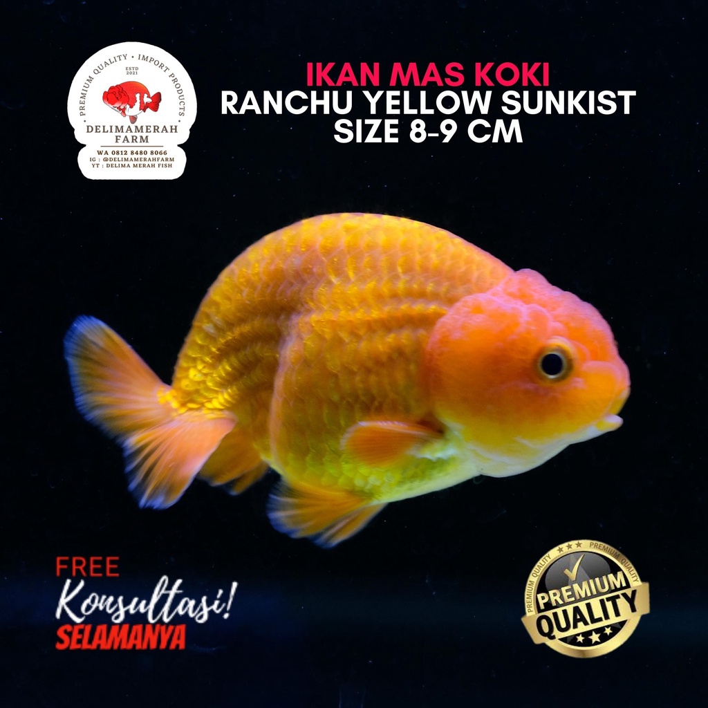 Jual IKAN MAS KOKI RANCHU YELLOW SUNKIST 100% GARANSI SIZE 8-9 CM ...