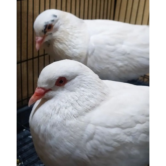 Jual BURUNG MERPATI PUTIH UNTUK PELEPASAN NIKAHAN SEPASANG DARA JANTAN ...