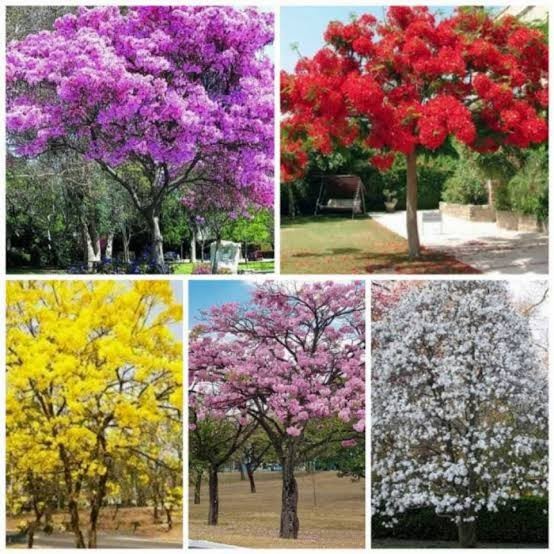 Jual Benih Bibit Tanaman Bunga Tabebuya Mix Color Tabebuia 15 Biji ...