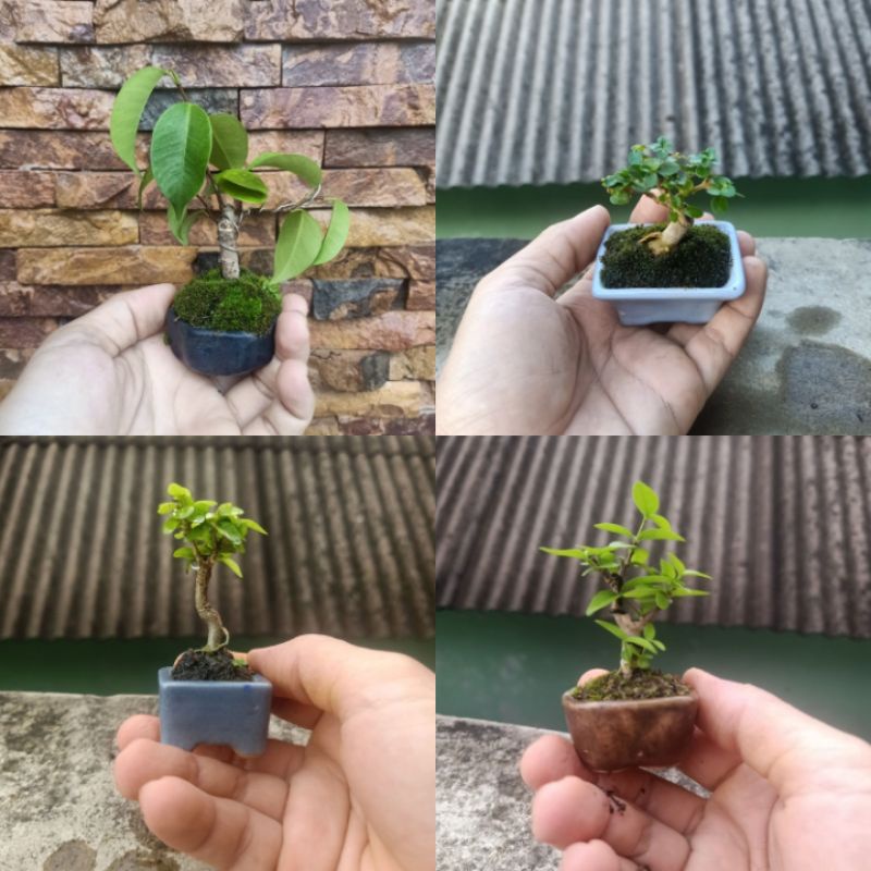 Jual Bonsai mini Keshitsubo Shito | Shopee Indonesia