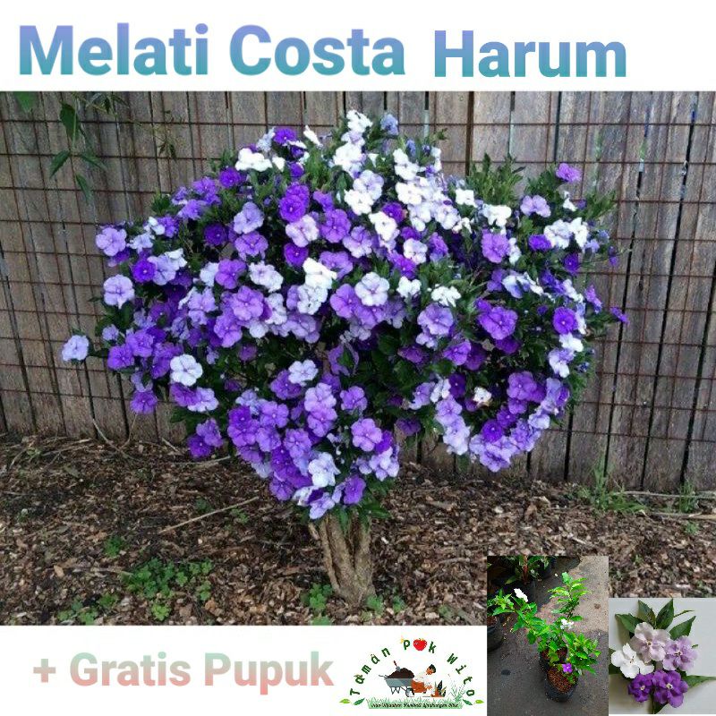 Jual Melati Costa Harum Dan Unik(1 Pohon 3 warna Bunga) | Shopee Indonesia