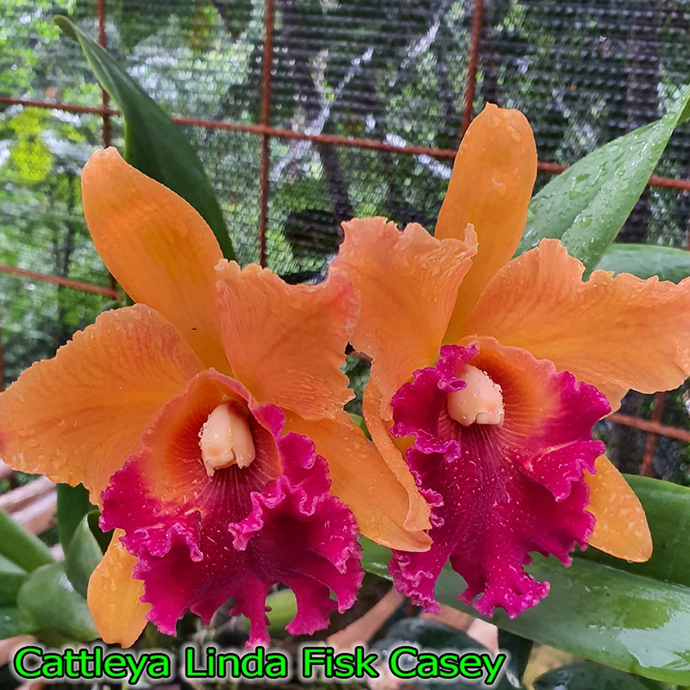 Jual Anggrek Cattleya Dewasa Bunga Besar Siap Bunga | Shopee Indonesia