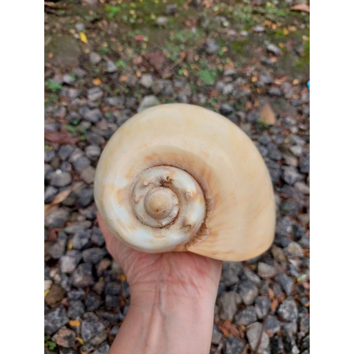 Jual cangkang keong siput jumbo | Shopee Indonesia