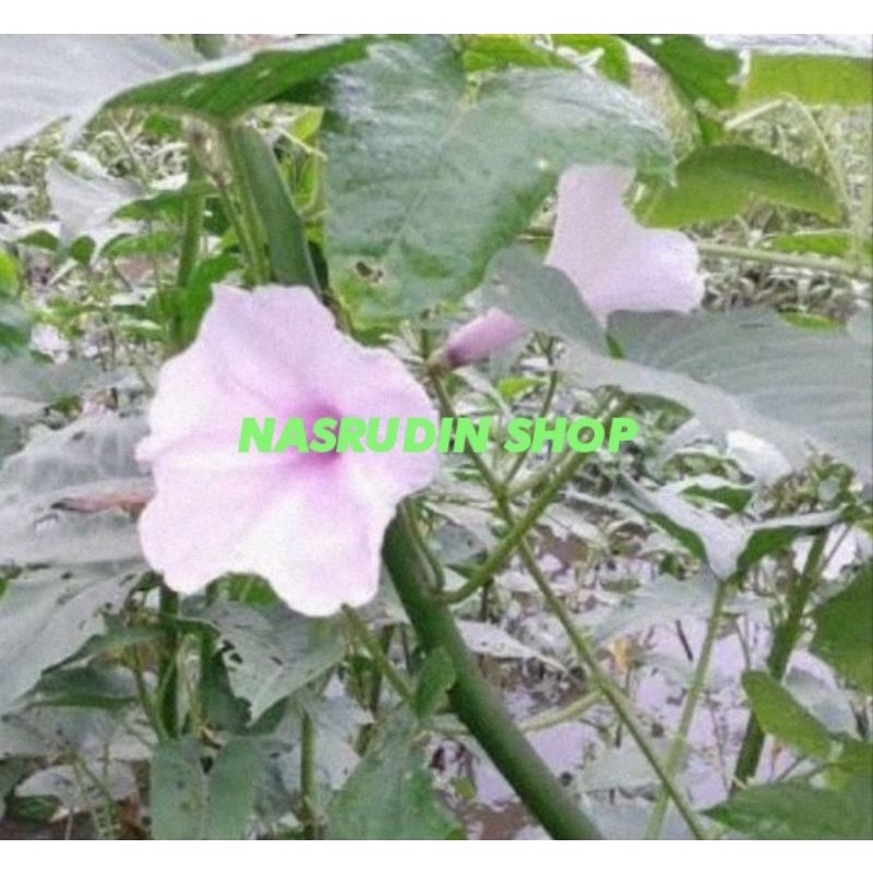 Jual DAUN KERANGKONG TABLO SEGAR / DAUN KLORAK / DAUN KERANGKUNGAN ...