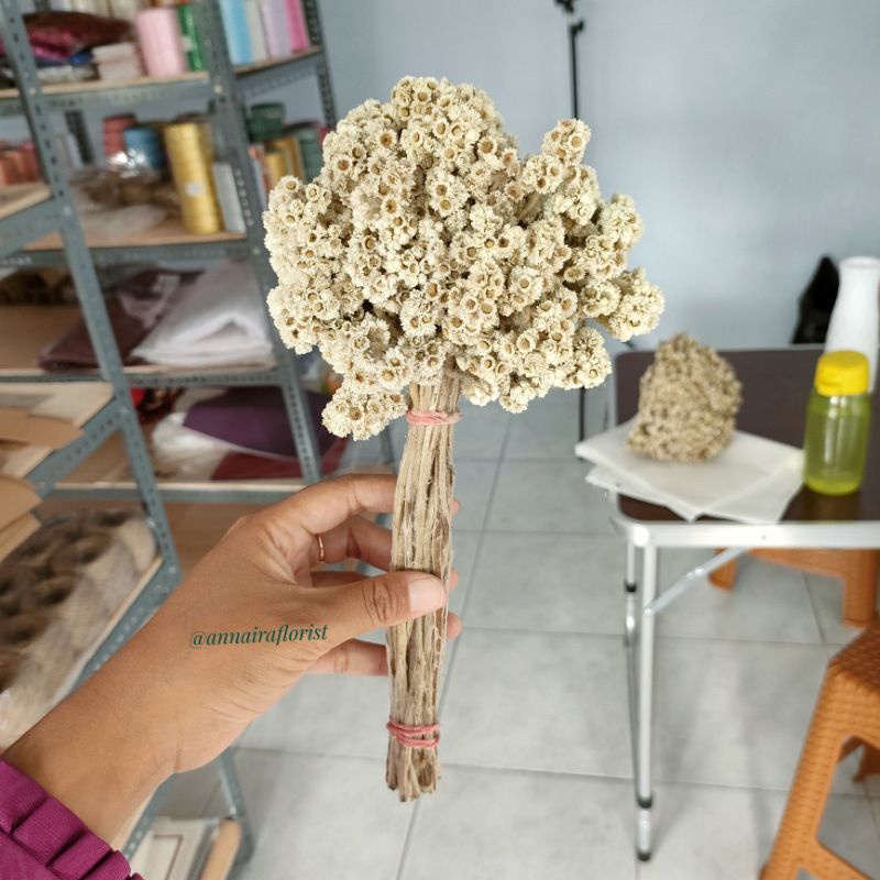 Jual Bunga Edelweiss kering -+30 tangkai | Shopee Indonesia
