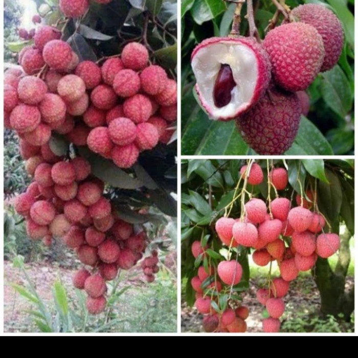 Jual BIBIT LECI KOM SUPER/ TANAMAN BUAH LECI COM DATARAN RENDAH ...