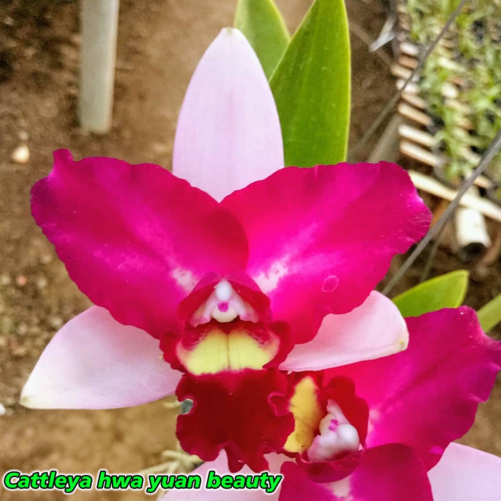 Jual Anggrek Cattleya Dewasa Bunga Besar Siap Bunga | Shopee Indonesia