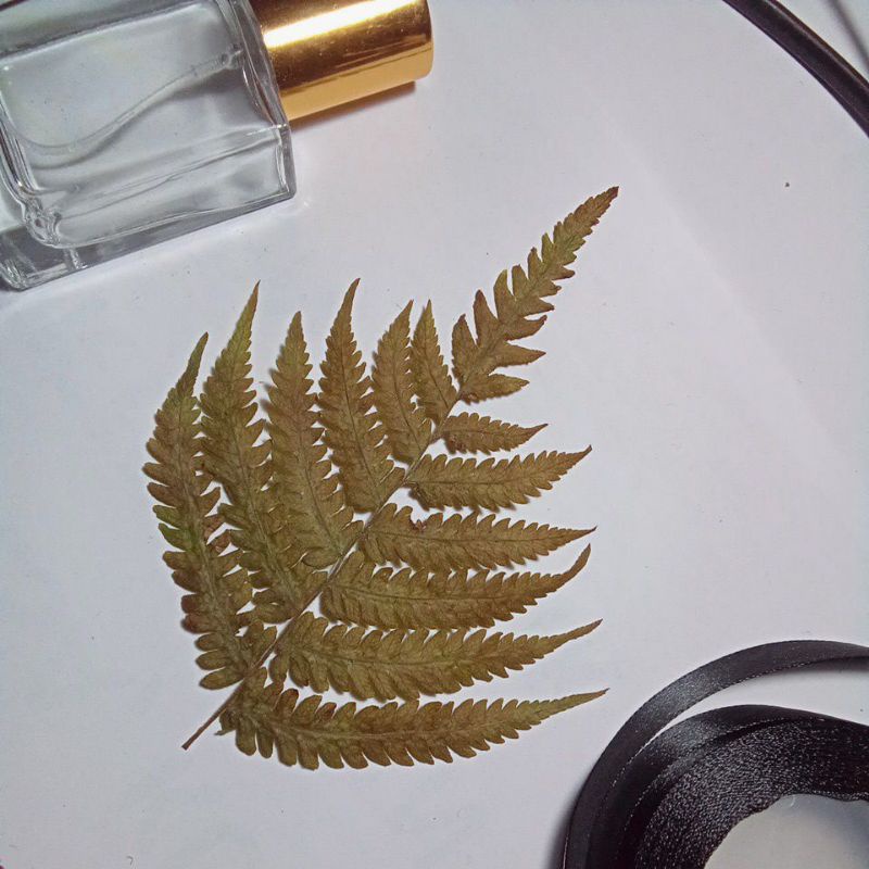 Jual daun pakis kering(isi 3 tangkai)/dried flower/hiasan buket/hiasan ...