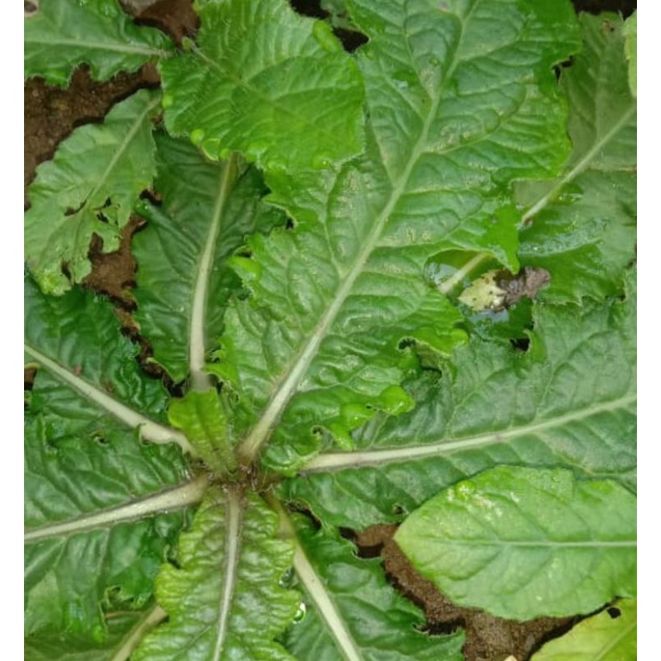 Jual tanaman daun tapak liman (hanya daunnya) | Shopee Indonesia