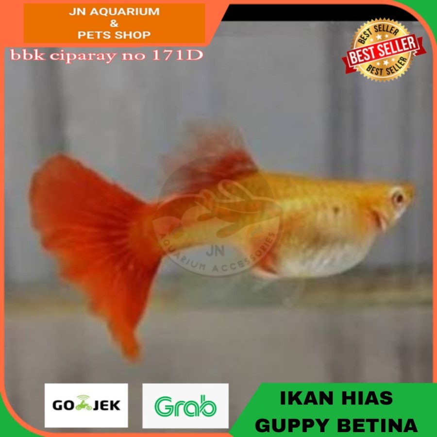 Jual IKAN HIAS GUPPY BETINA EKOR MERAH / IKAN HIAS AIR TAWAR AQUARIUM | Shopee Indonesia