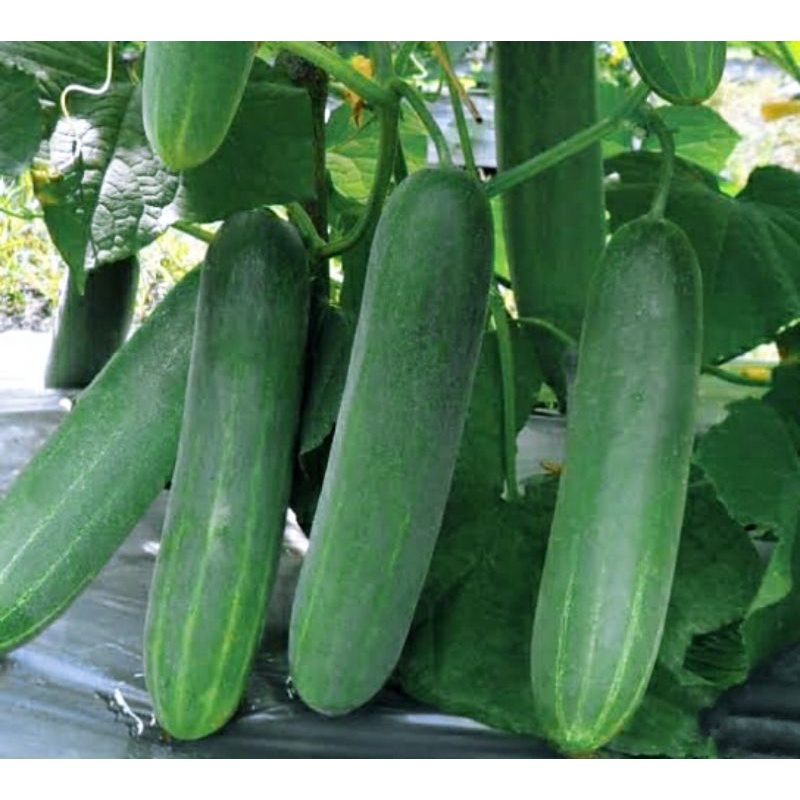 Jual 7 Biji - Benih Timun Lalap Hibrida HERCULES F1 daging tebal, tahan ...