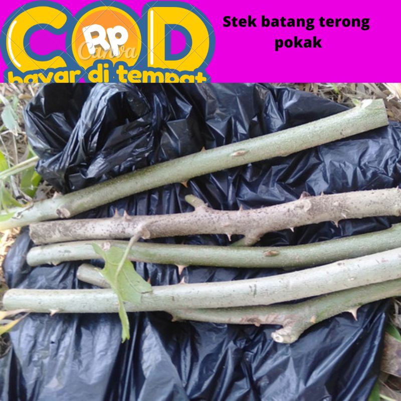 Jual Stek batang terong pokak cempokak | Shopee Indonesia