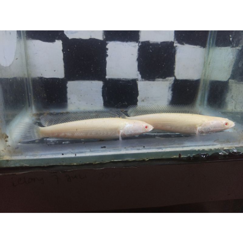 Jual Channa striata albino thailand mata merah | Shopee Indonesia