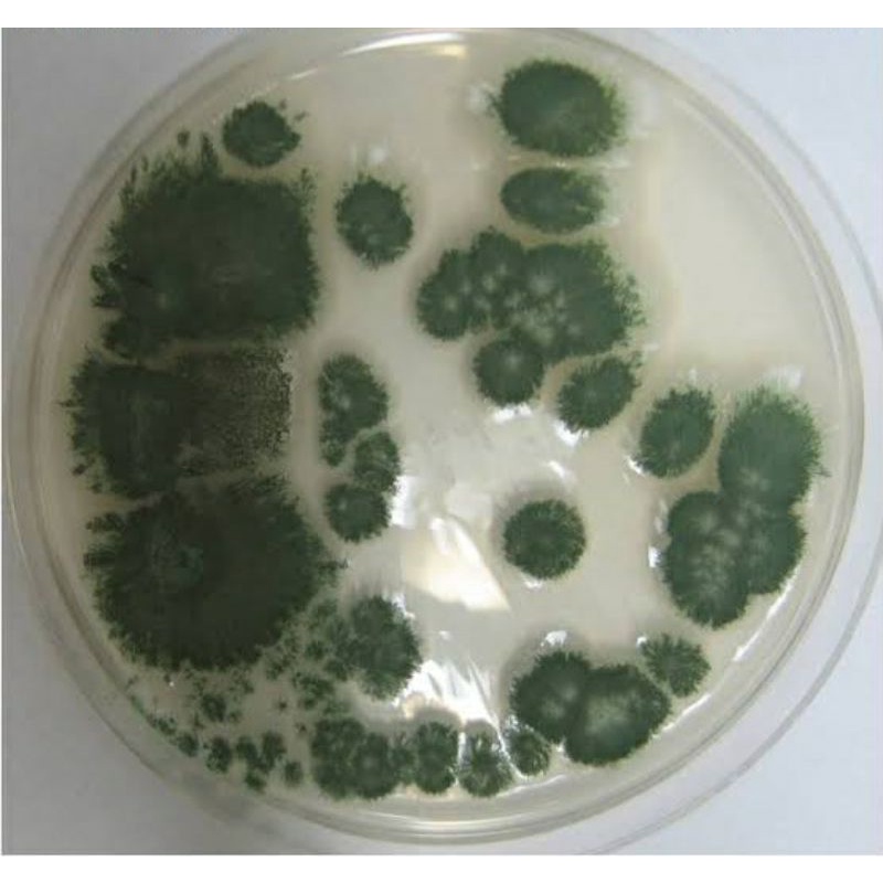 Jual Isolat Gliocladium aureum | Shopee Indonesia
