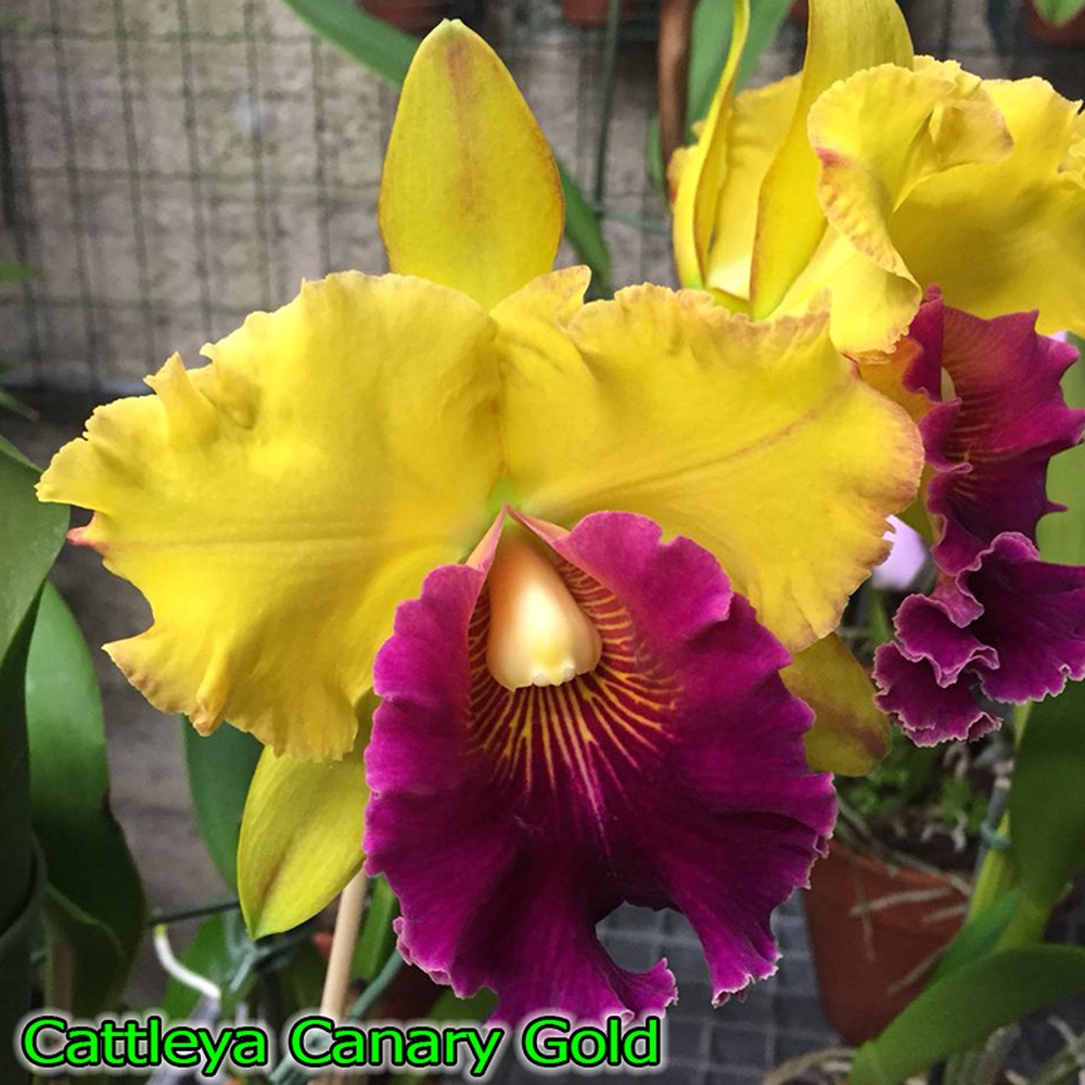 Jual Anggrek Cattleya Dewasa Bunga Besar Siap Bunga | Shopee Indonesia