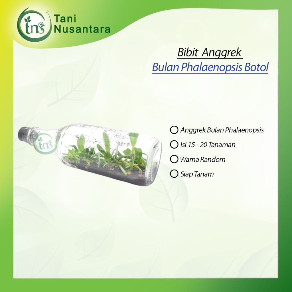Jual Bibit Anggrek Botol Bulan/Phalaenopsis | Shopee Indonesia