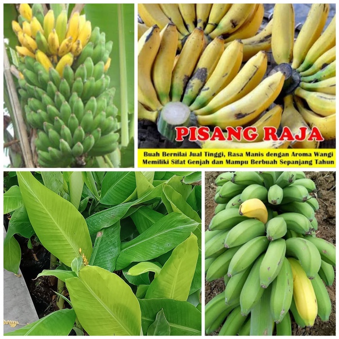 Jual Bibit Pisang Raja Sajen Unggul Cepat Berbuah Diskon Cepat Panen ...