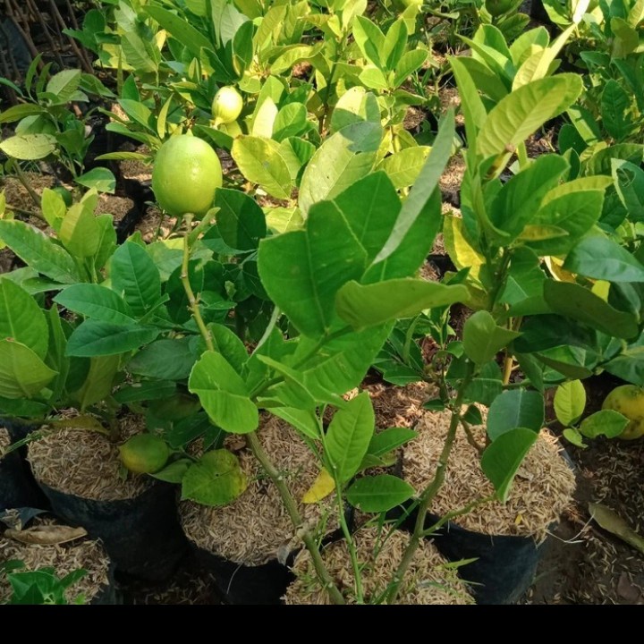 Jual Bibit Tanaman Pohon Jeruk Lemon Nipis Limau Kip Purut | Shopee ...