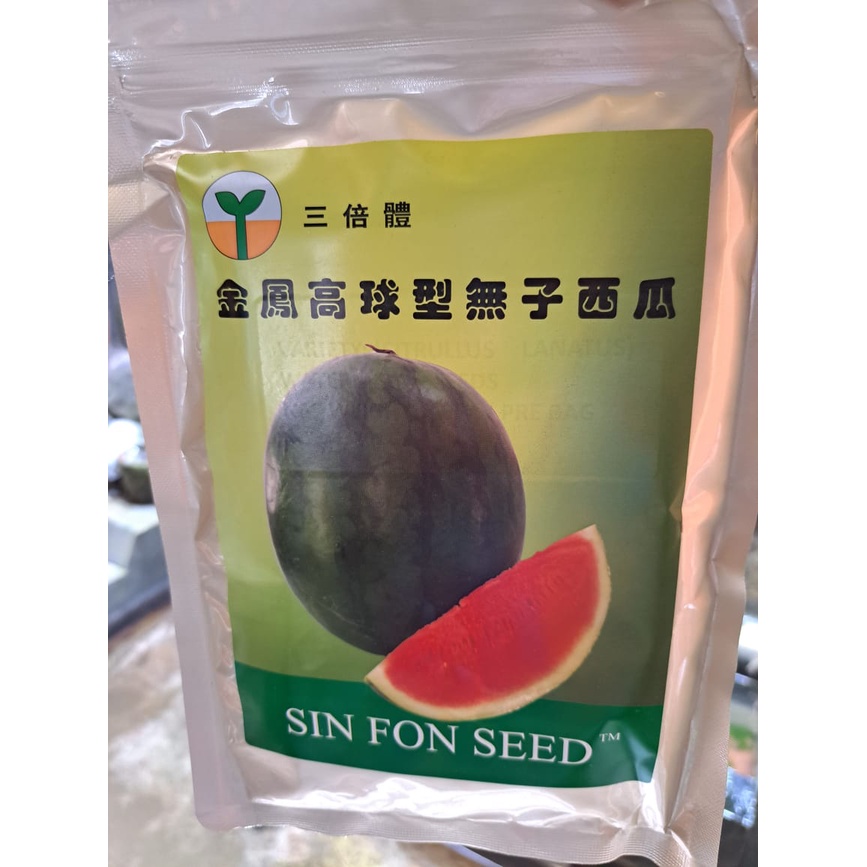 Jual BENIH SEMANGKA NON BIJI MERK SIN FON SEED TERBAIK DI KELAS NYA ...